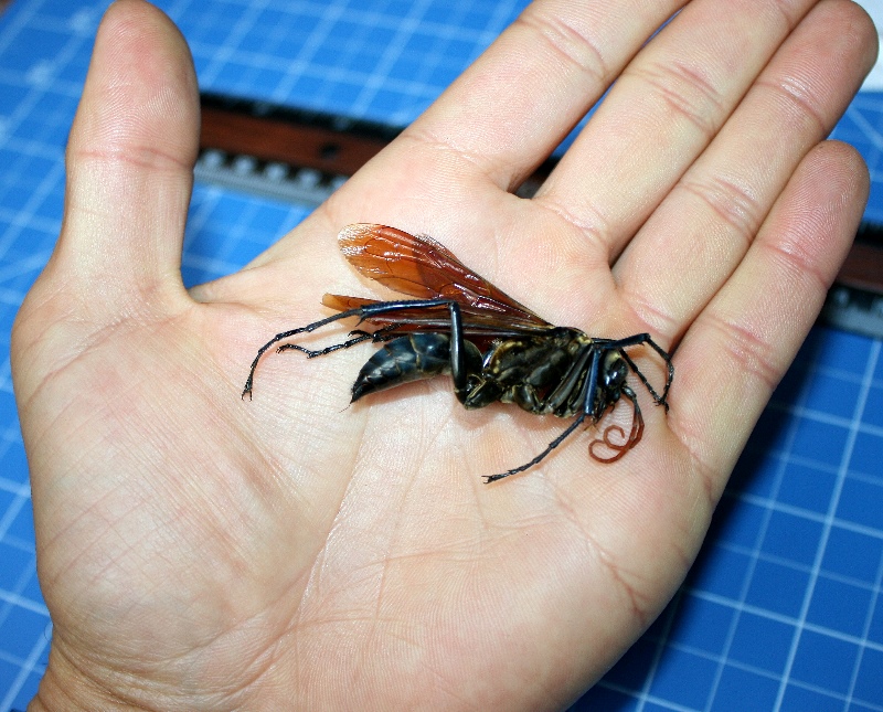 GIANT Tarantula Hawk Wasp - golden Thorax rare PEPSIS Taxidermy MONSTER ...