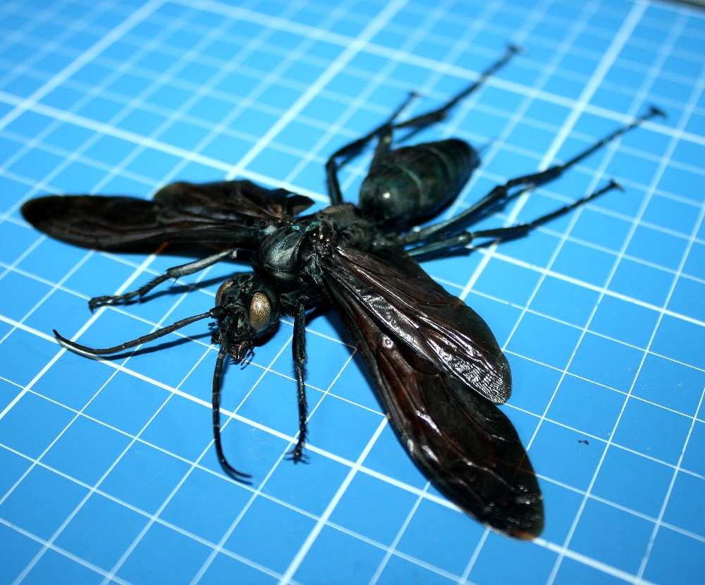 Tarantula Hawk Wasp Actual Size