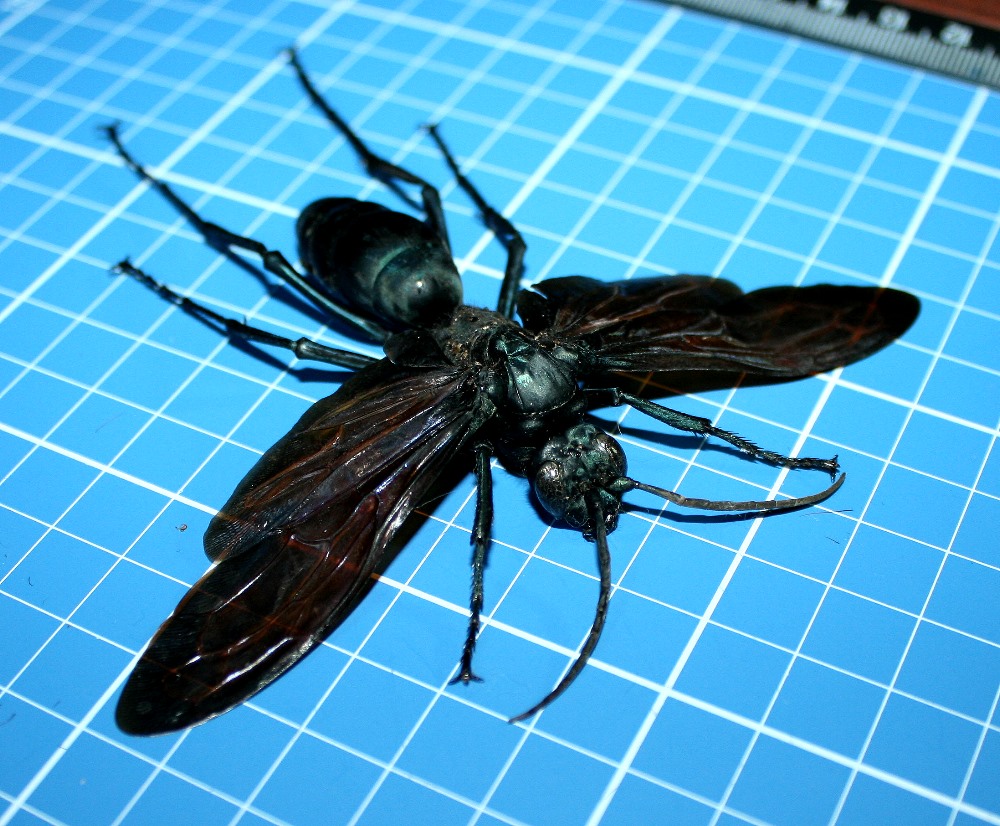 Tarantula Hawk Wasp Actual Size