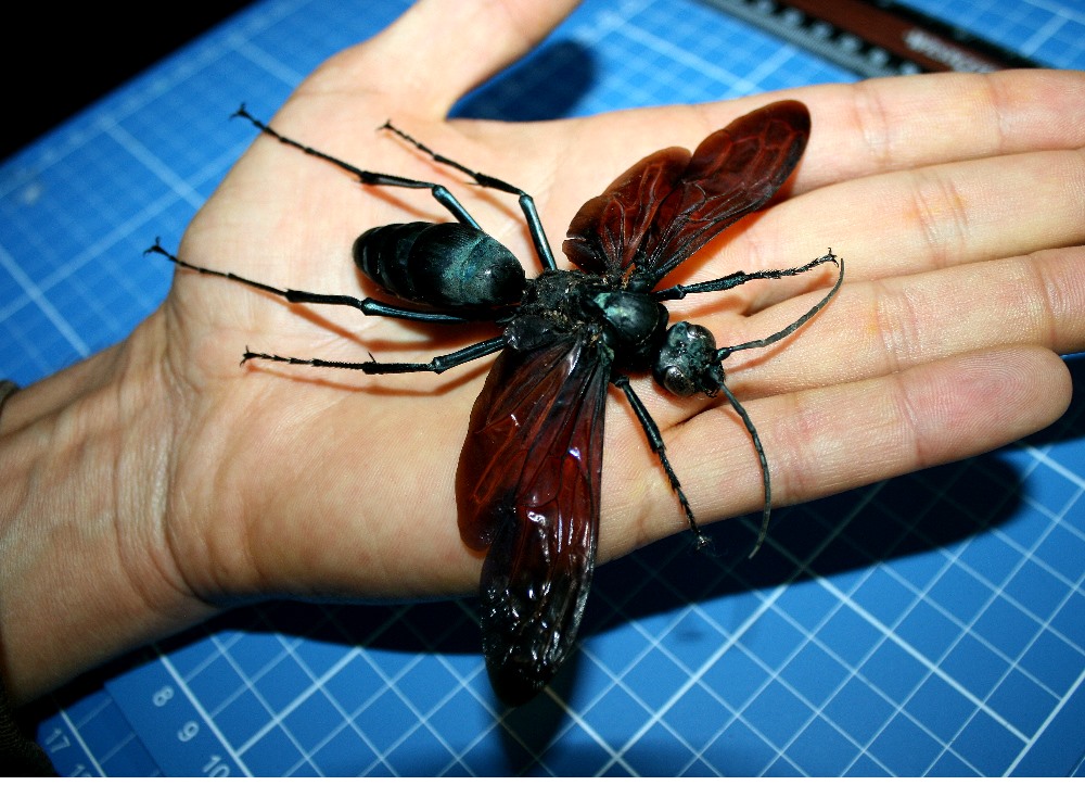 Pepsis heros TARANTULA HAWK WASP 110mm MONSTER SIZE Taxidermy