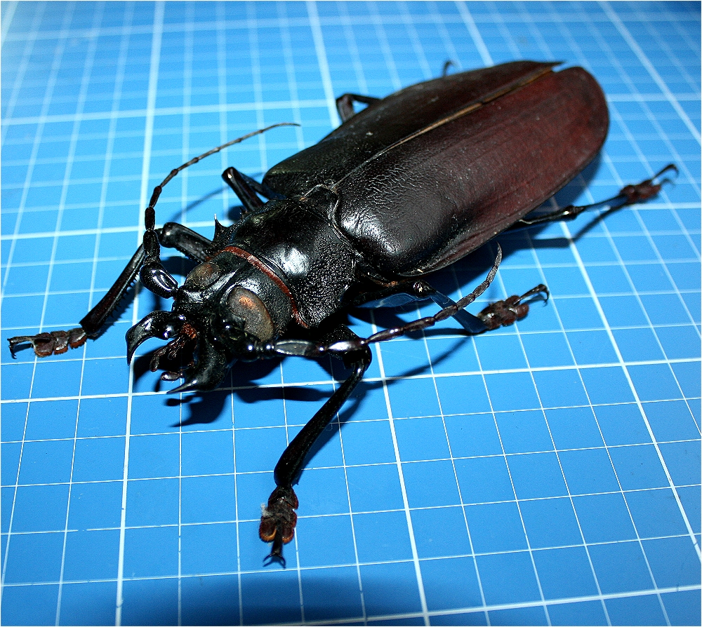 Titanus Giganteus Larvae
